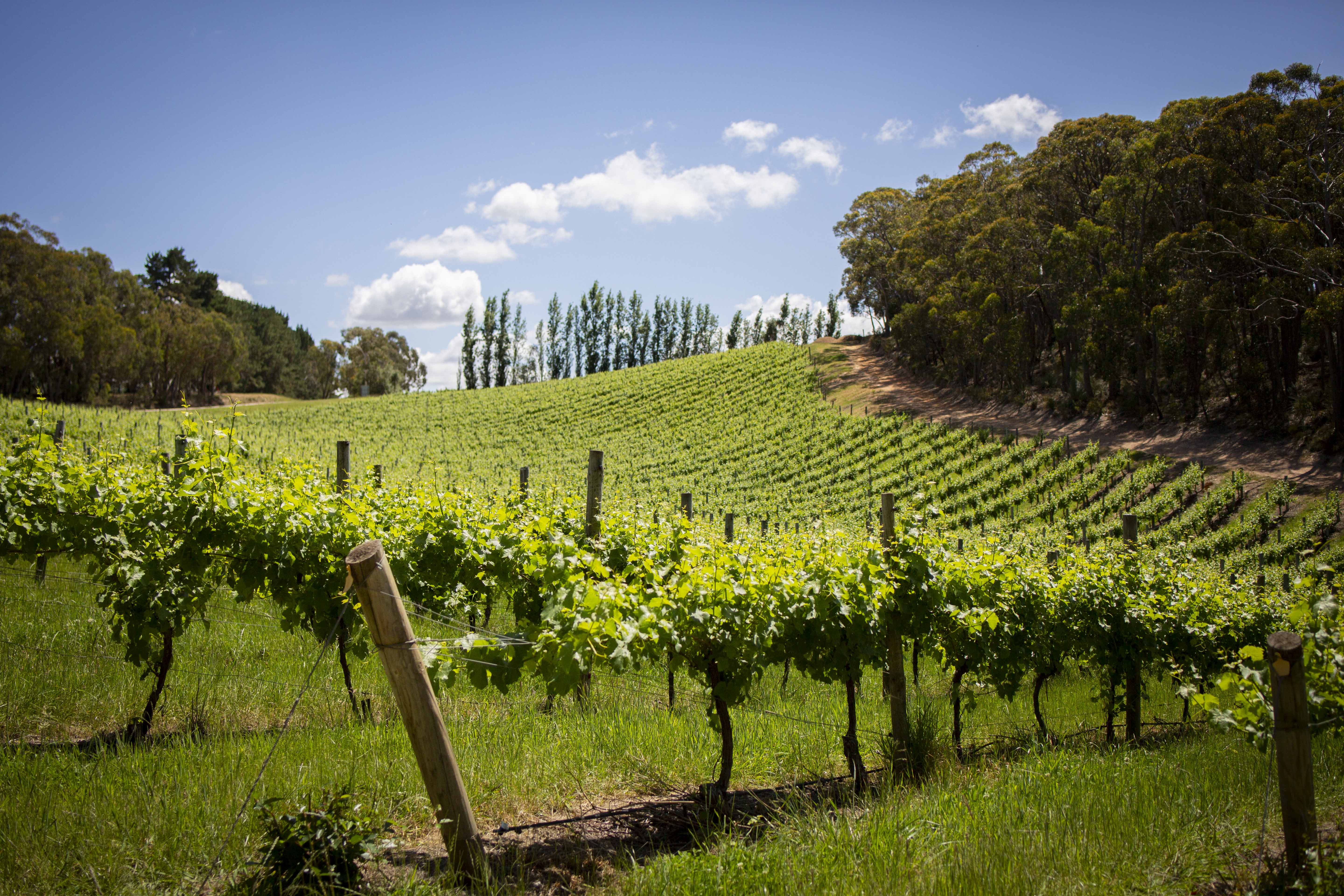 What is a Single Vineyard wine & why is it so special? – Tessera Wines