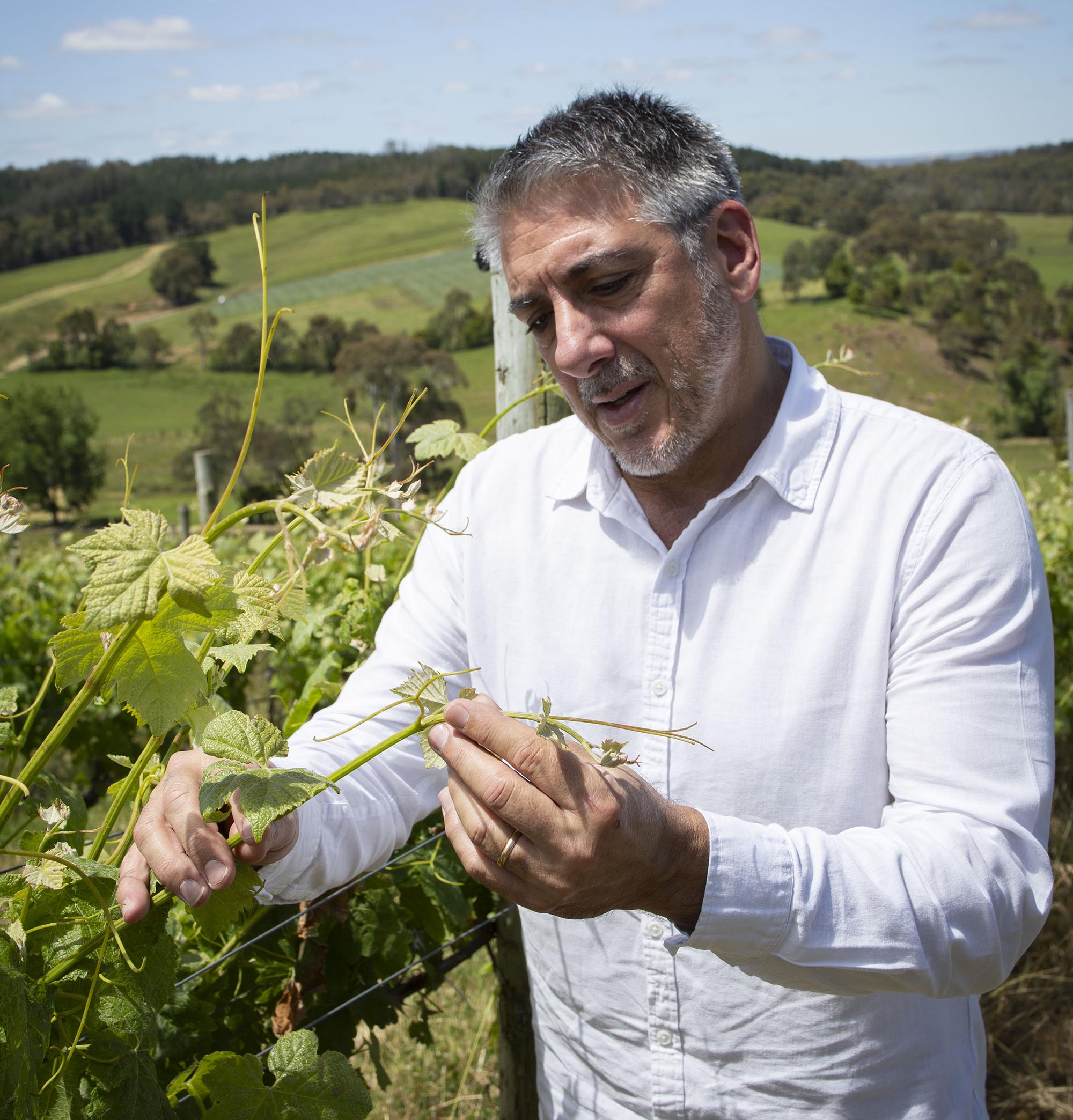 About Tessera Wines | Premium Small-Batch McLaren Vale & Adelaide Hills ...